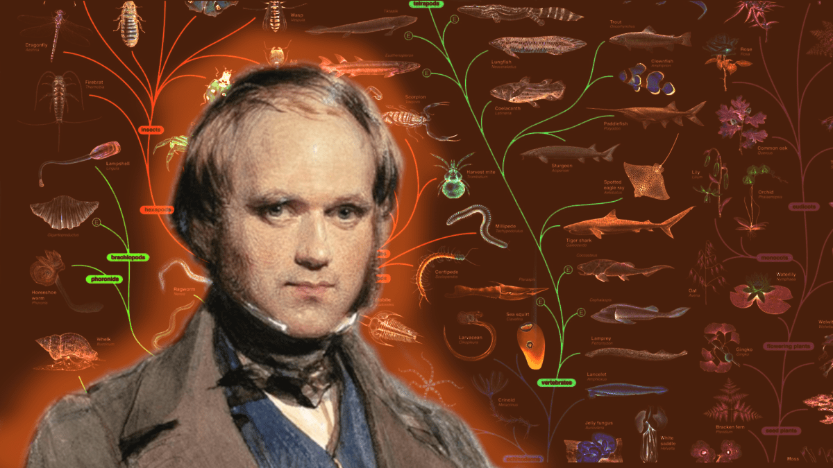 Il taccuino perduto di Darwin – …è la storia, non chi la racconta