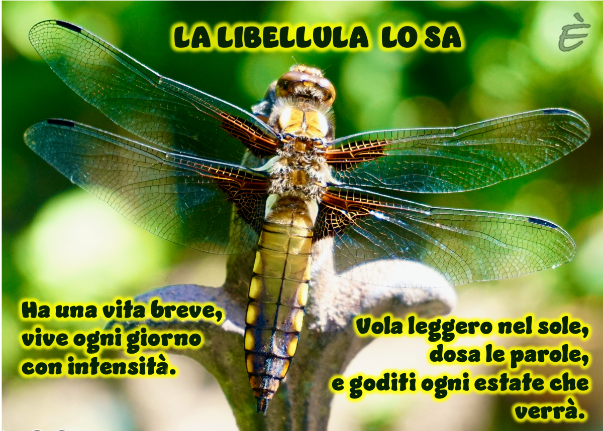 La libellula – …è la storia, non chi la racconta